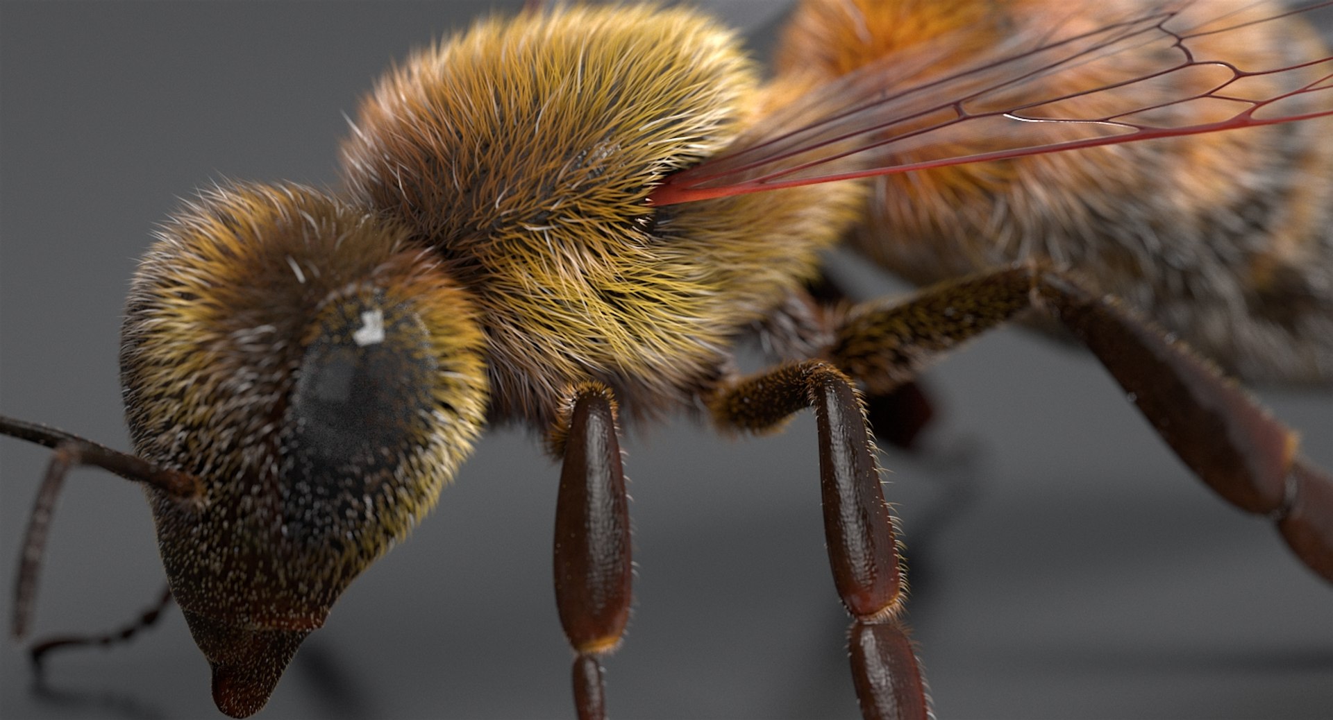 3D Realistic Bee Real - TurboSquid 1375206
