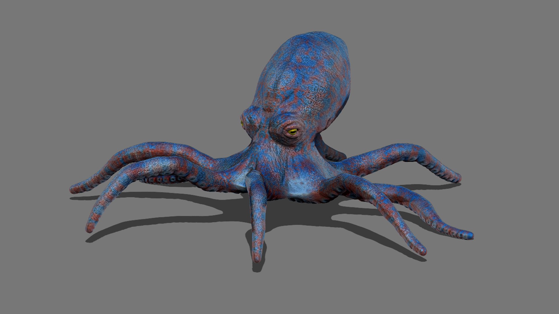 Octopus 3D Model - TurboSquid 1773903