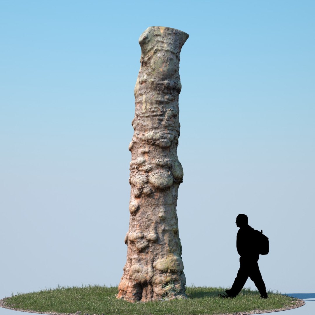 Max Platanus Tree Stem