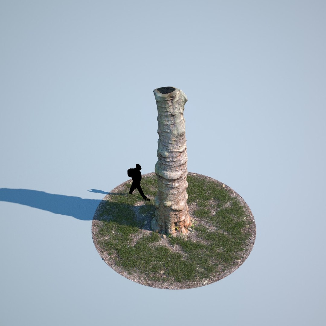 Max Platanus Tree Stem