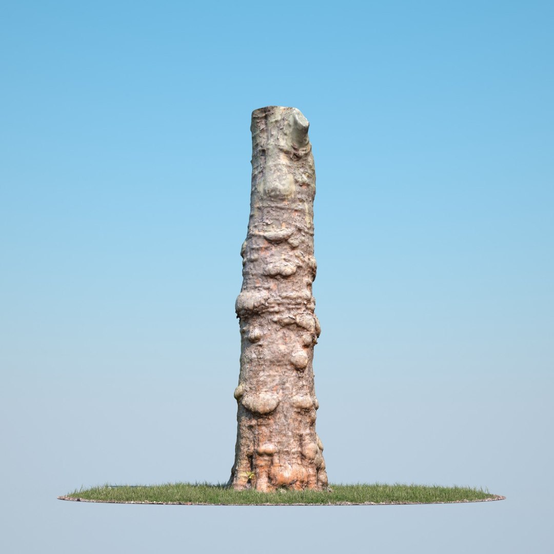 Max Platanus Tree Stem