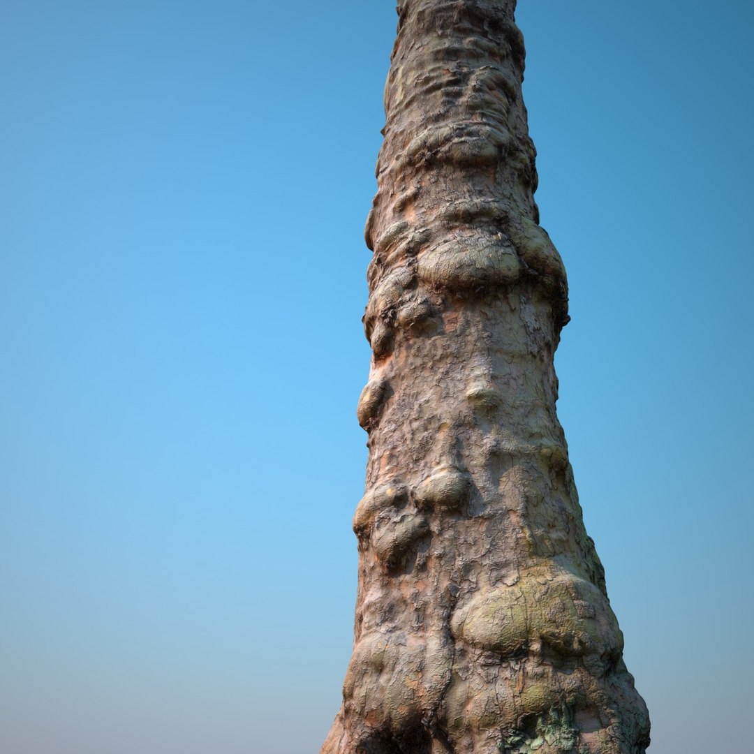 Max Platanus Tree Stem