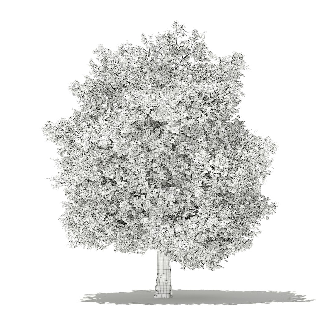 Common Fig Tree 6 3D Model - TurboSquid 1305758