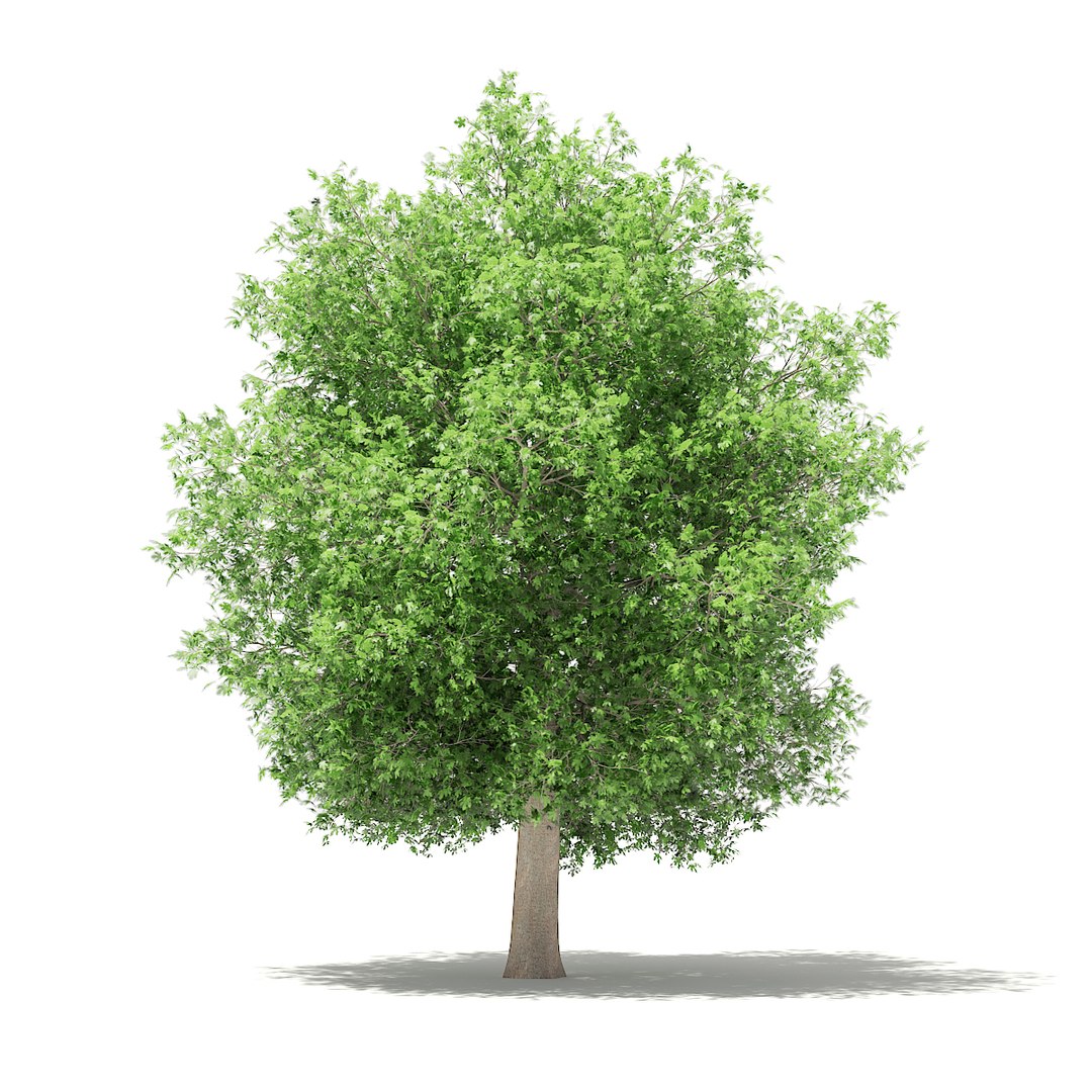Common Fig Tree 6 3D Model - TurboSquid 1305758
