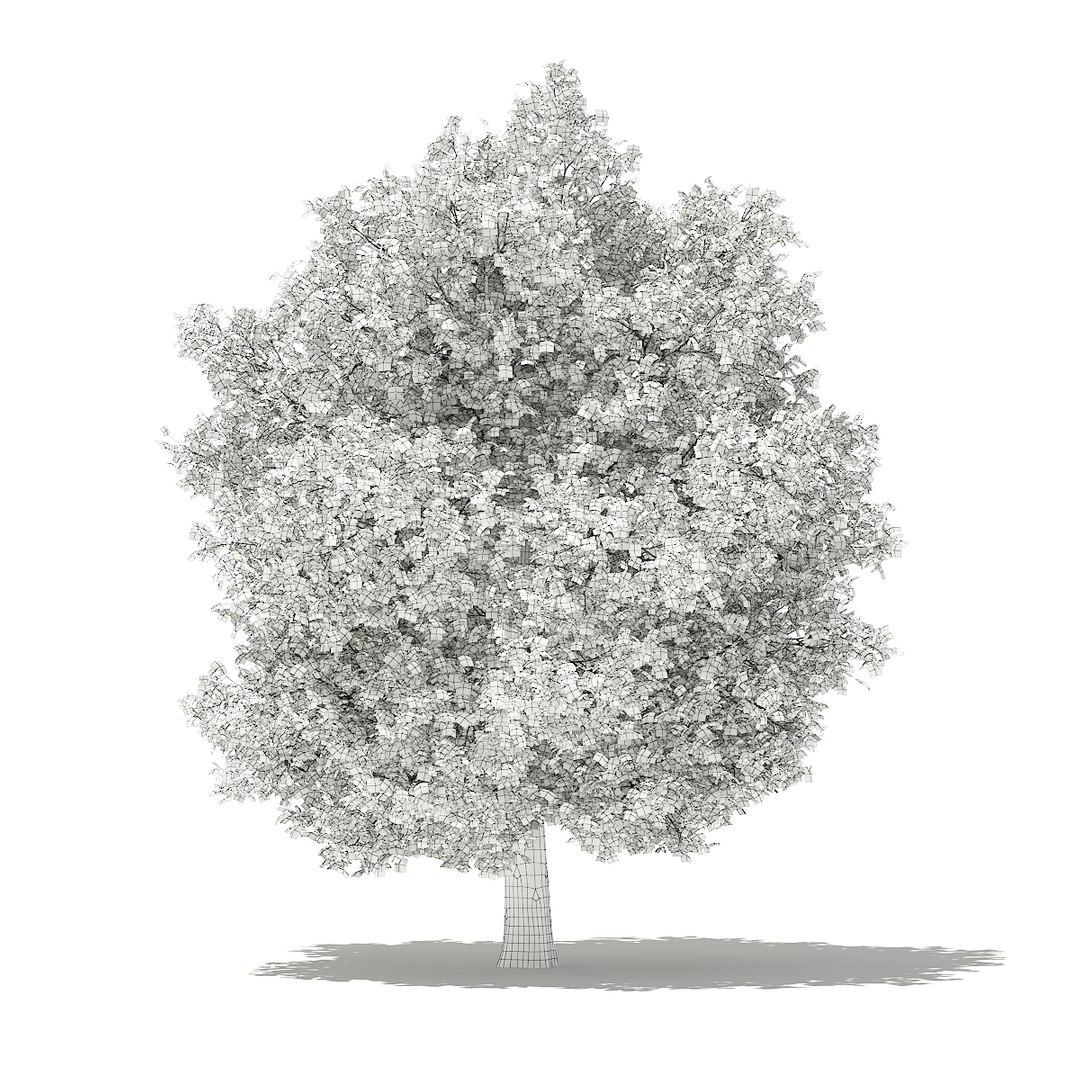Common Fig Tree 6 3D Model - TurboSquid 1305758