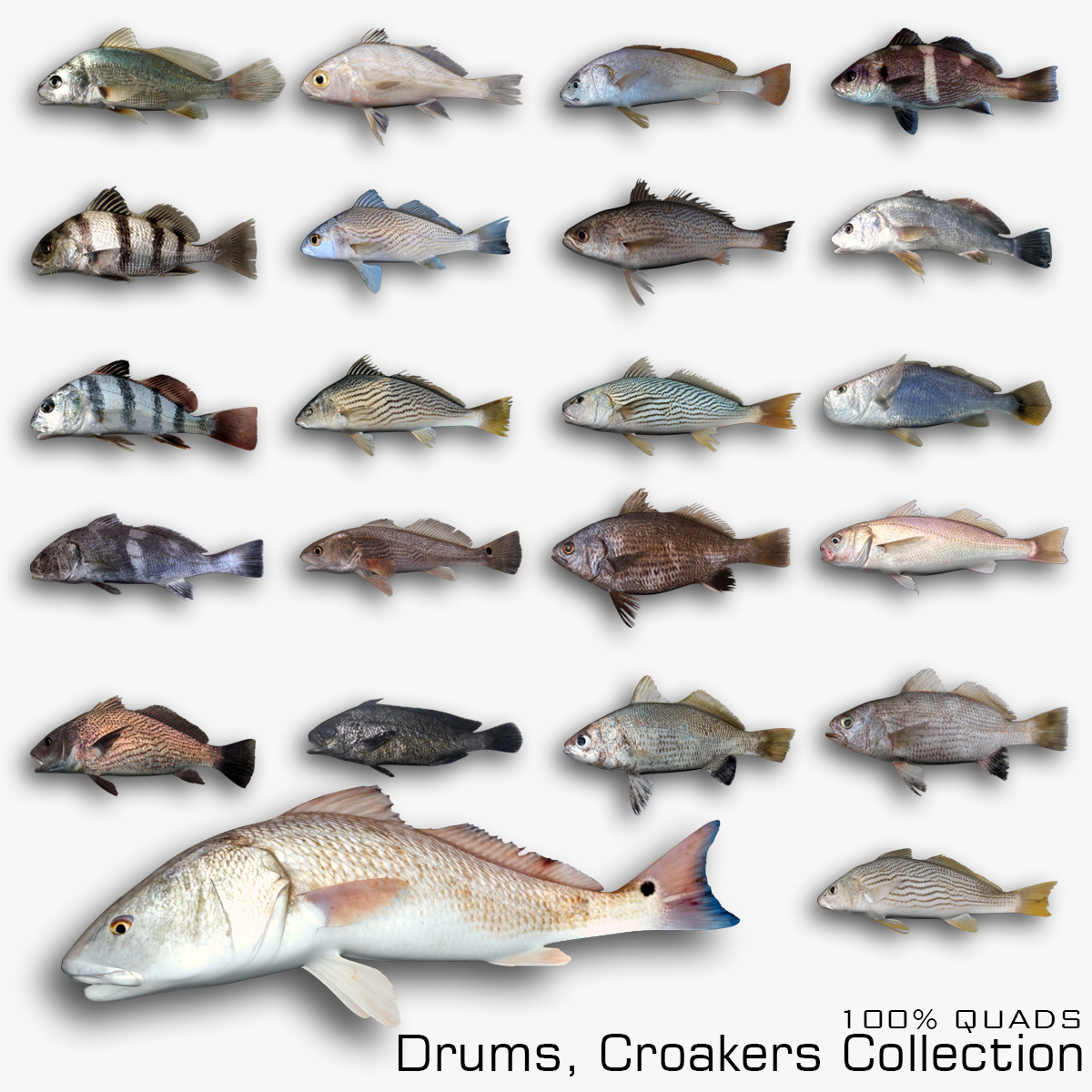 modelo 3d Colección Croakers Drums - TurboSquid 1811945