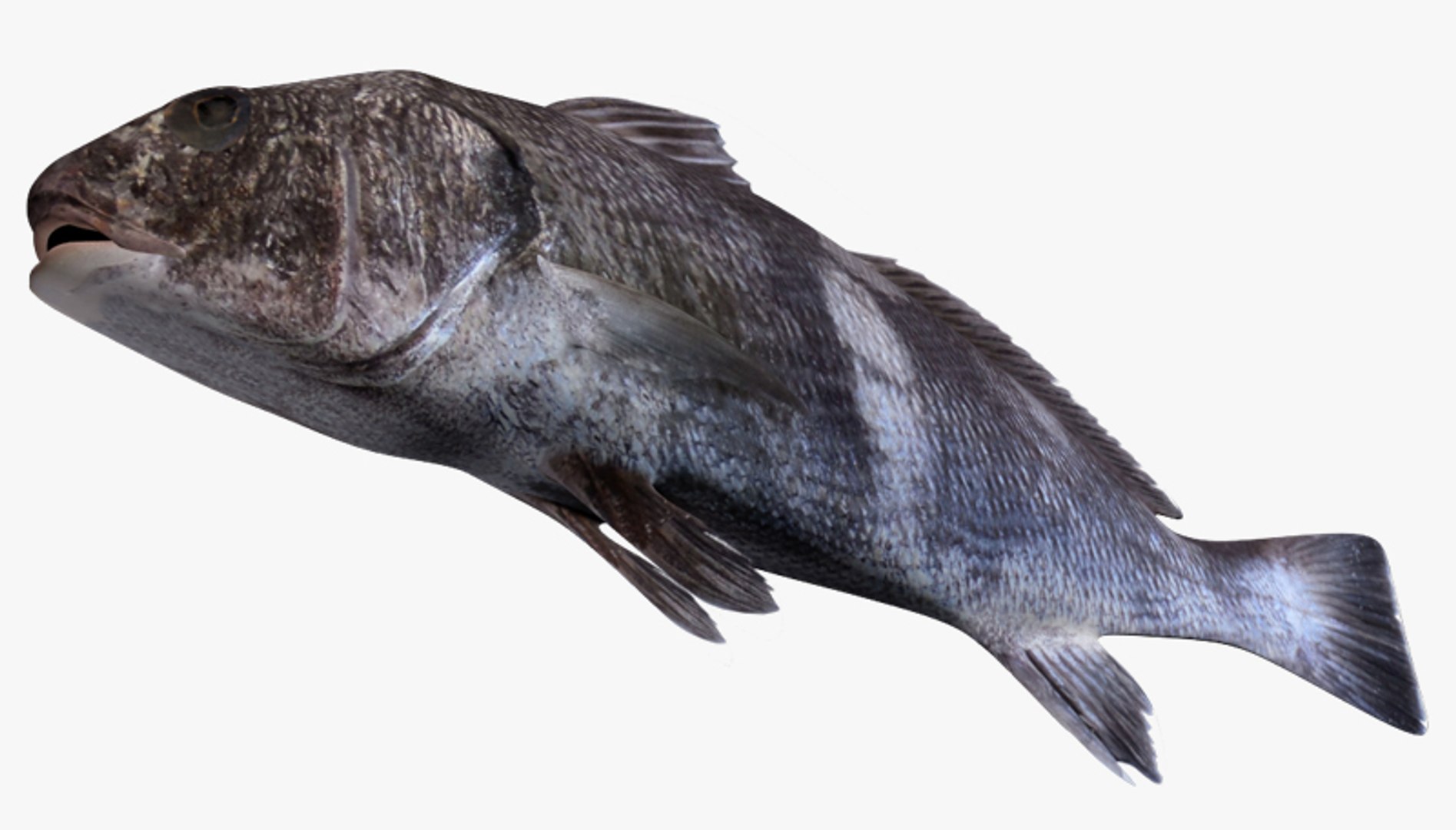 3D Croakers Drums Collection model - TurboSquid 1811945