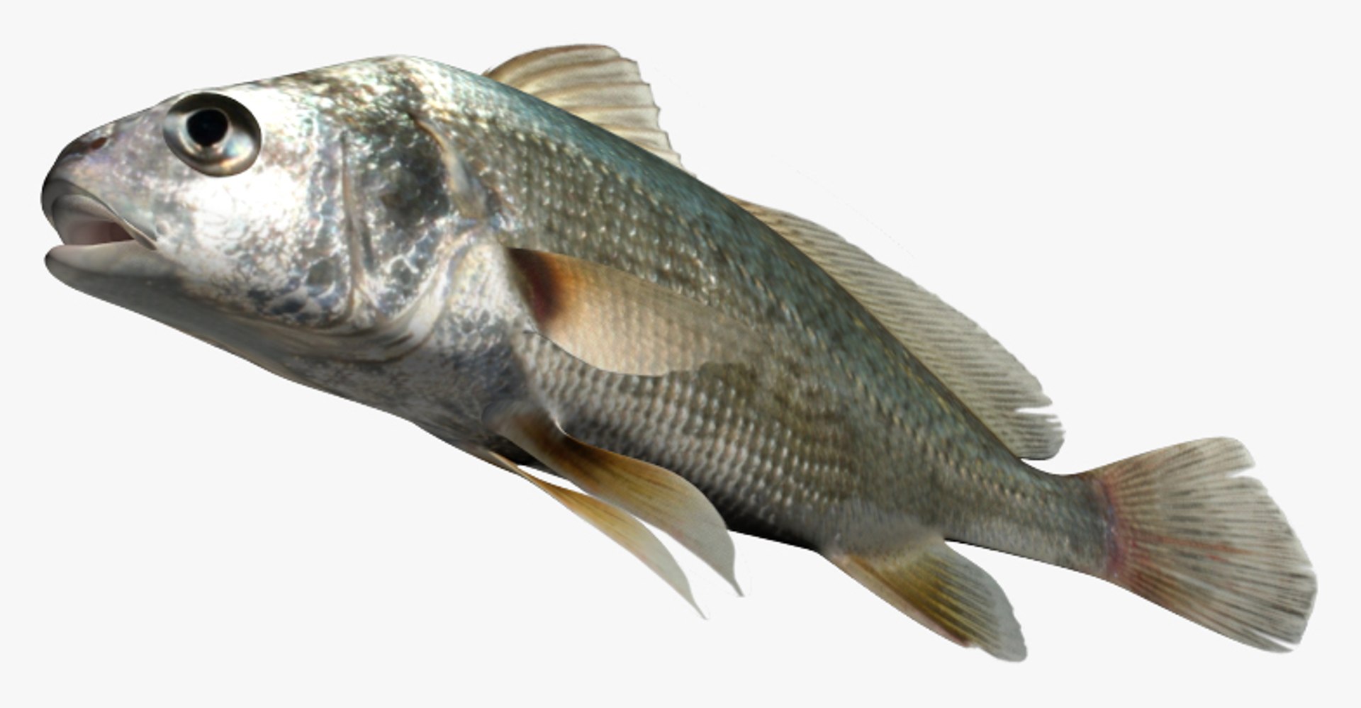 3D Croakers Drums Collection model - TurboSquid 1811945