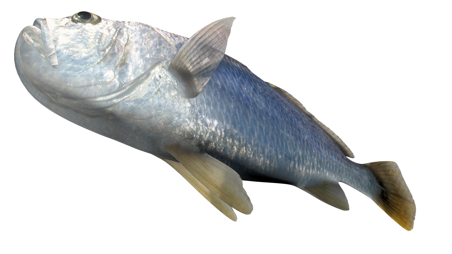 3D Croakers Drums Collection Model - TurboSquid 1811945