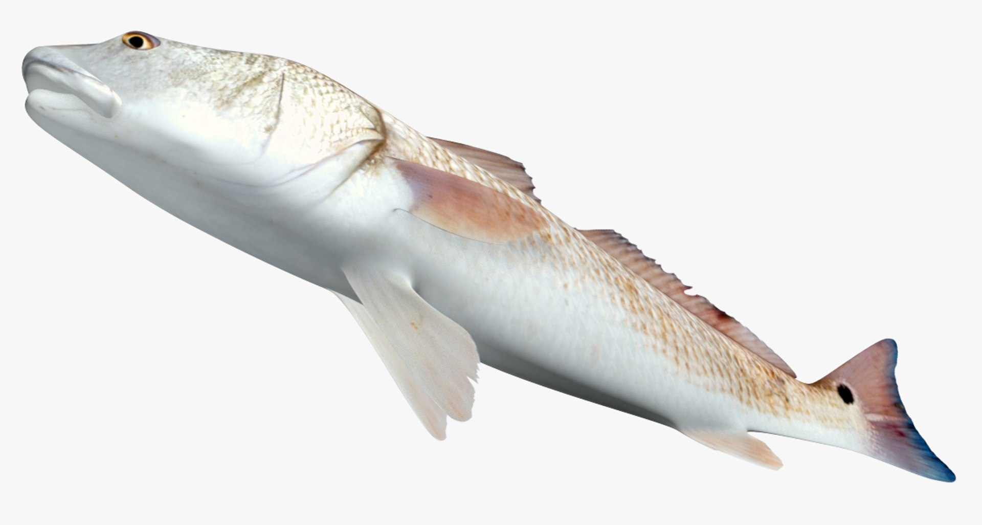 3D Croakers Drums Collection model - TurboSquid 1811945