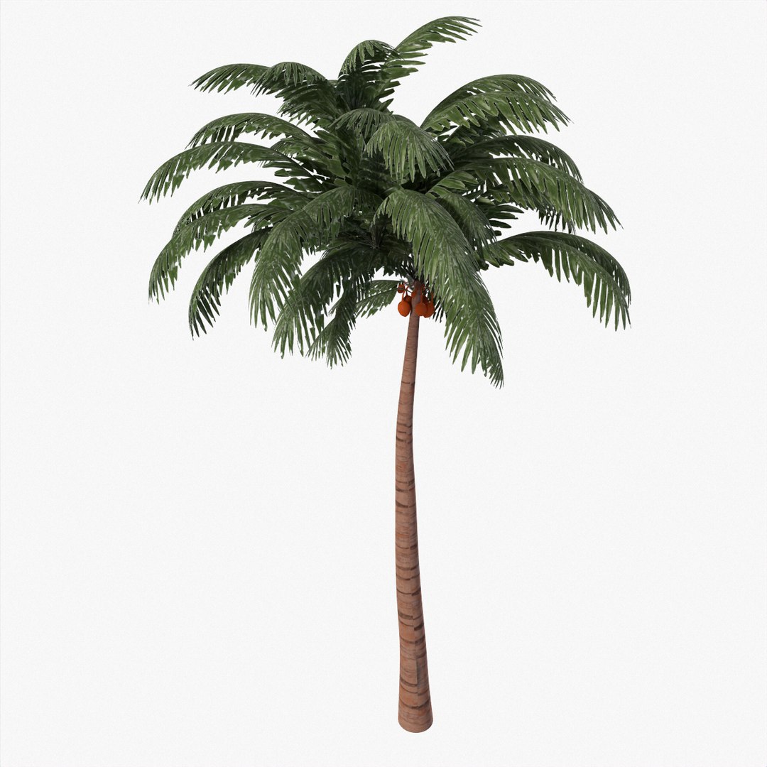 Palm Tree 3D Model - TurboSquid 2058837