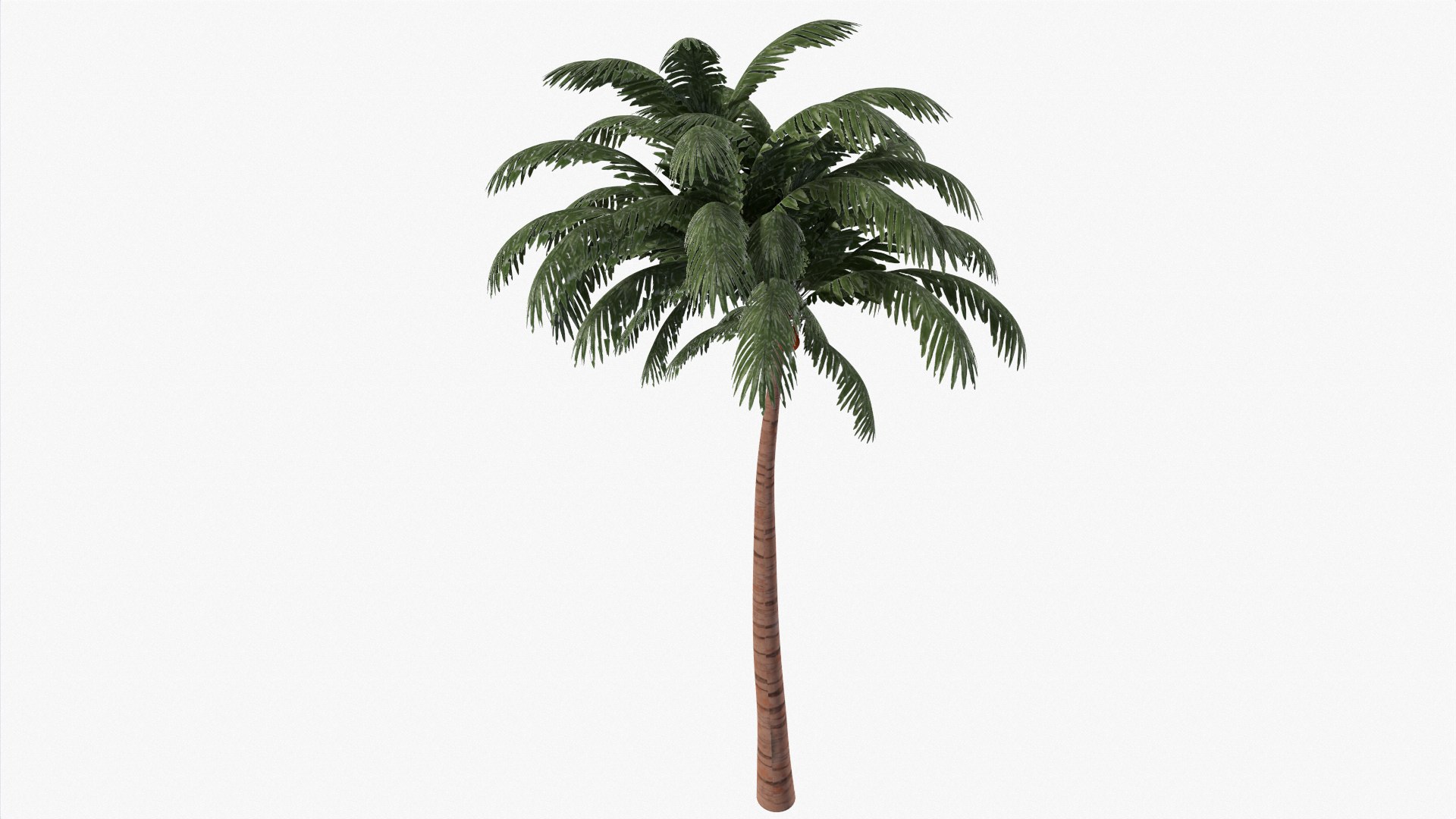 Palm Tree 3D Model - TurboSquid 2058837