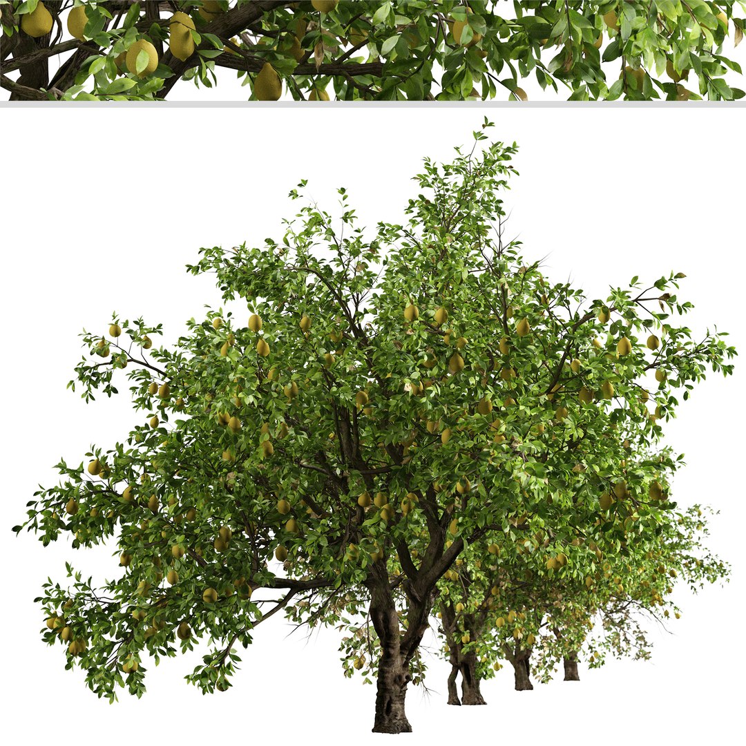 3D Set Of Lemon Or Citrus Limon Tree - TurboSquid 1966959