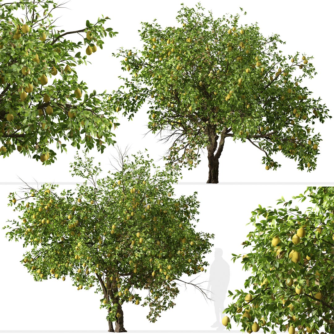 3D Set Of Lemon Or Citrus Limon Tree - TurboSquid 1966959