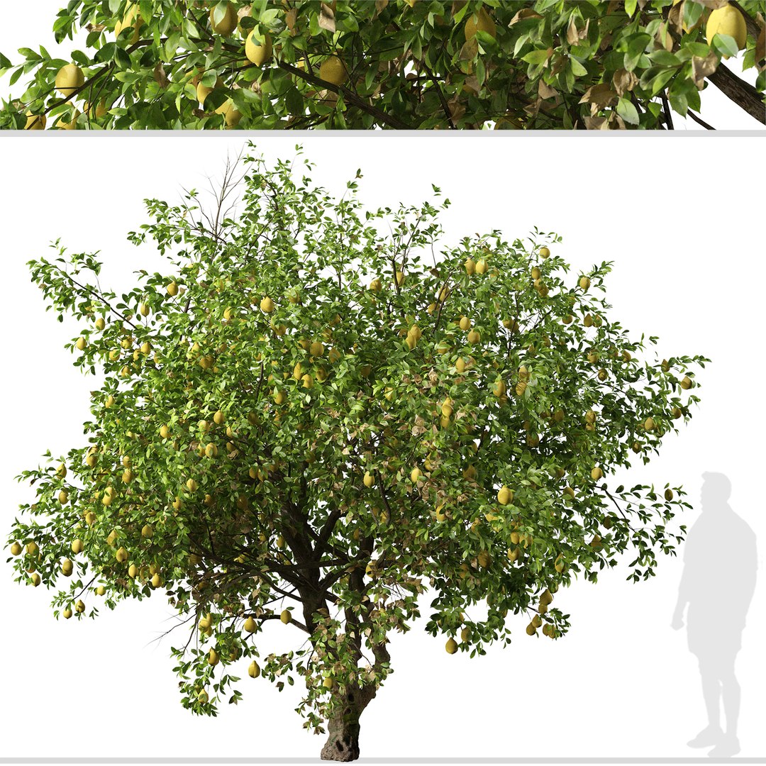 3D Set Of Lemon Or Citrus Limon Tree - TurboSquid 1966959