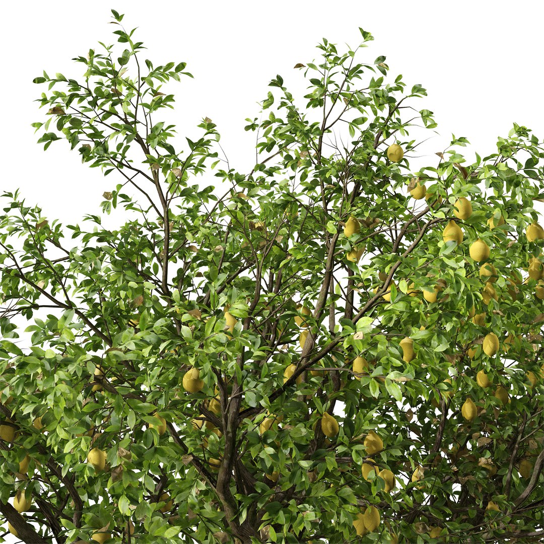 3D Set Of Lemon Or Citrus Limon Tree - TurboSquid 1966959