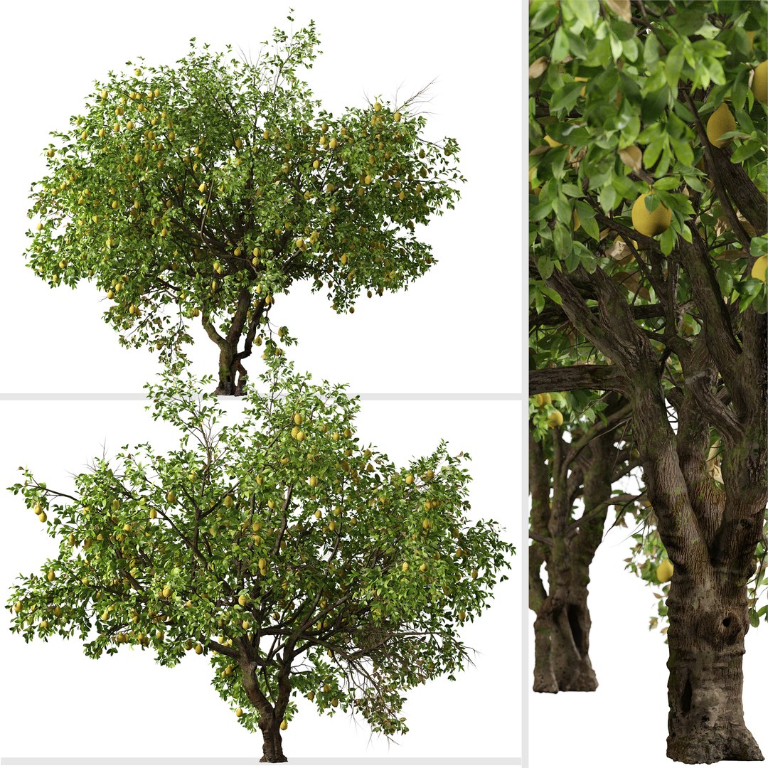 3D Set Of Lemon Or Citrus Limon Tree - TurboSquid 1966959
