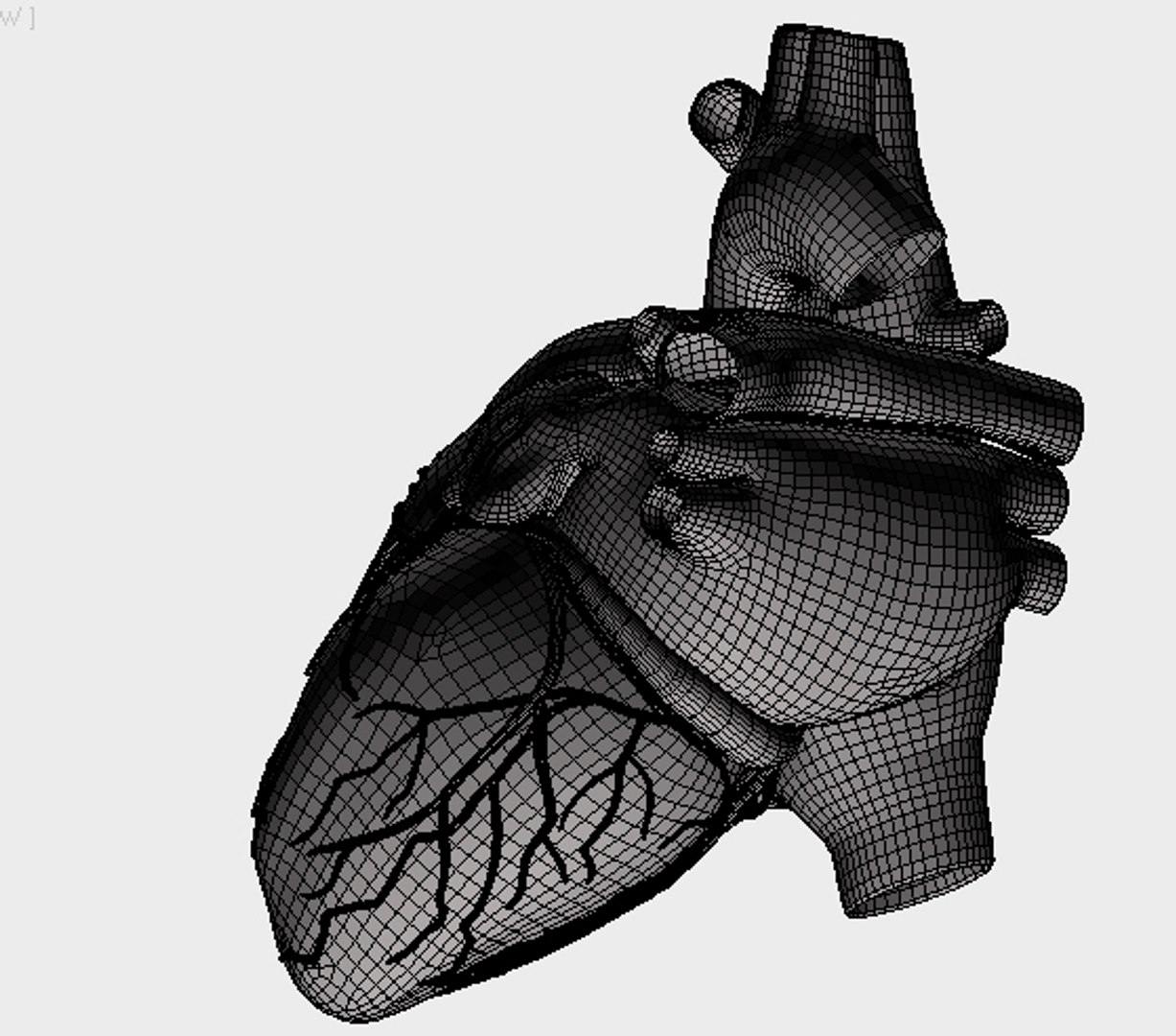 Human Heart Model | 1144945 | TurboSquid