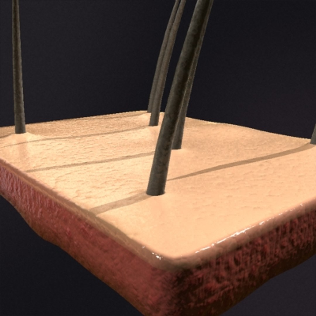 Human Skin Anatomy 3ds