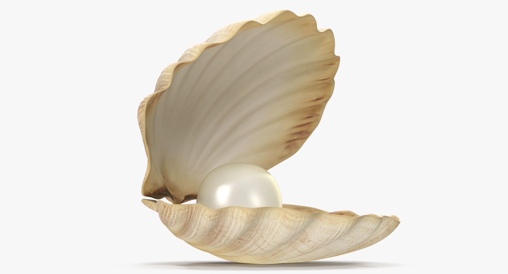 Sea Shell Pearl 3D Model - TurboSquid 1242132
