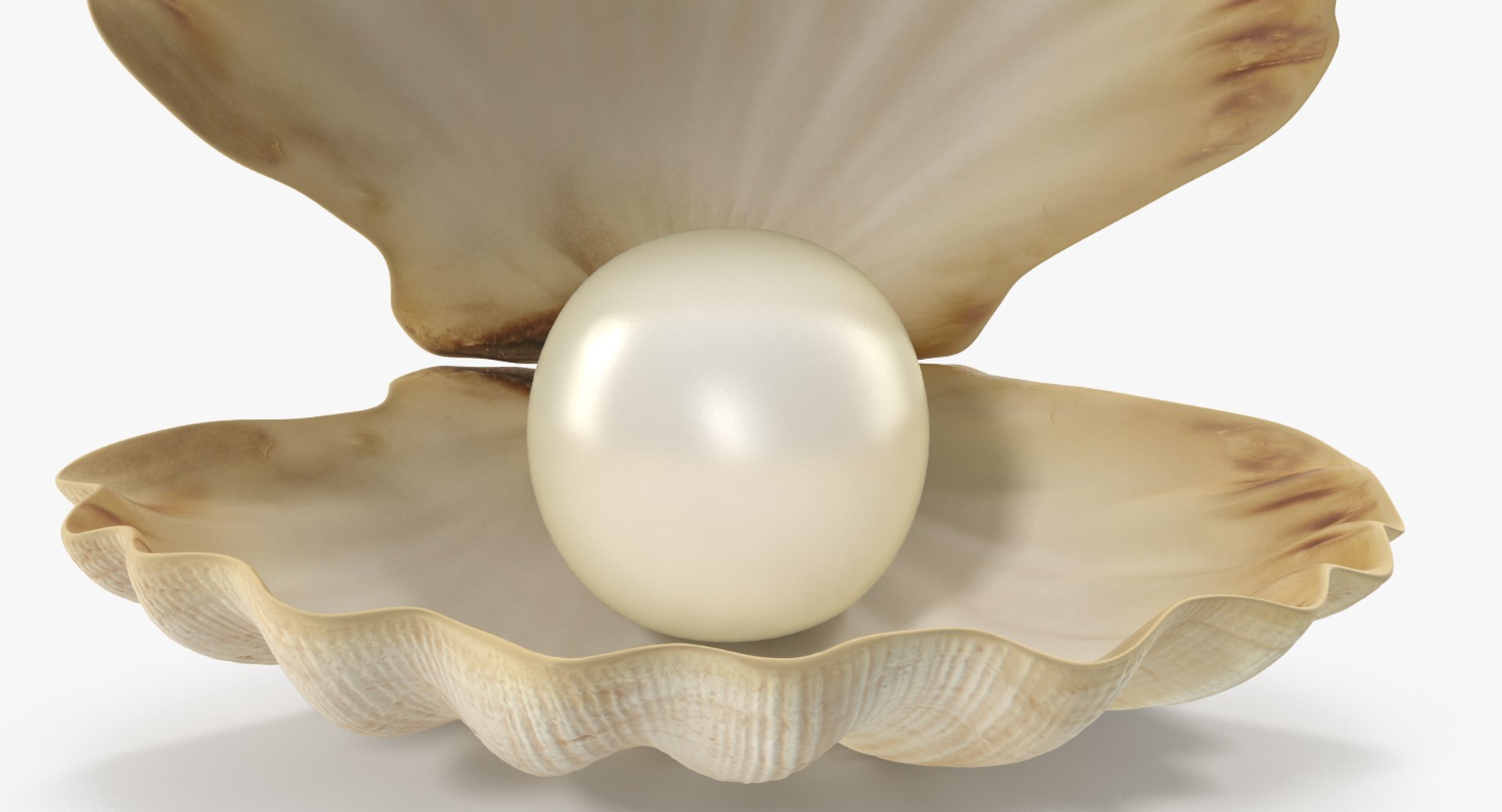 Sea Shell Pearl 3D Model - TurboSquid 1242132