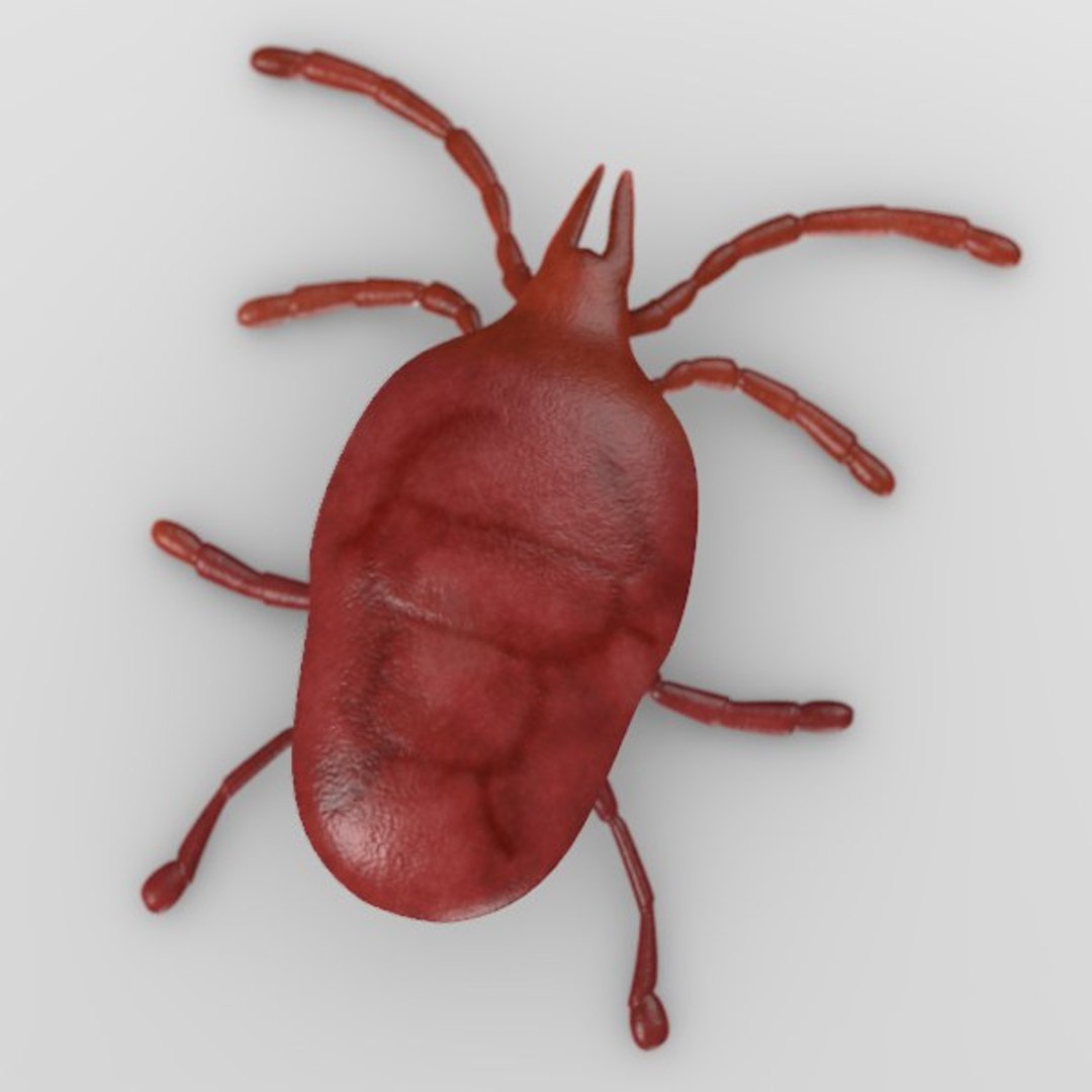 3d Trombidium Holosericeum Mite - Model