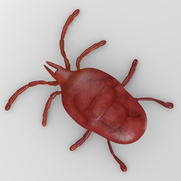 Free 3D Insect-Mite Models | TurboSquid