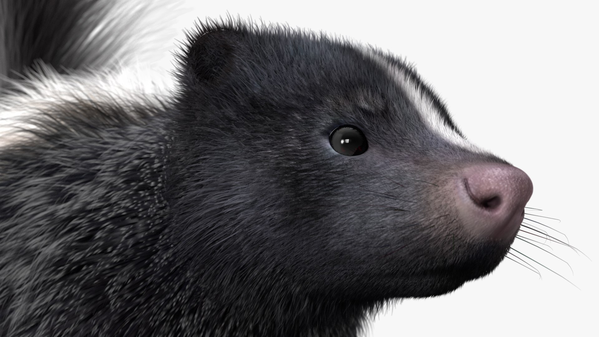 3D model Animal Skunk Fur Rigged - TurboSquid 2108929