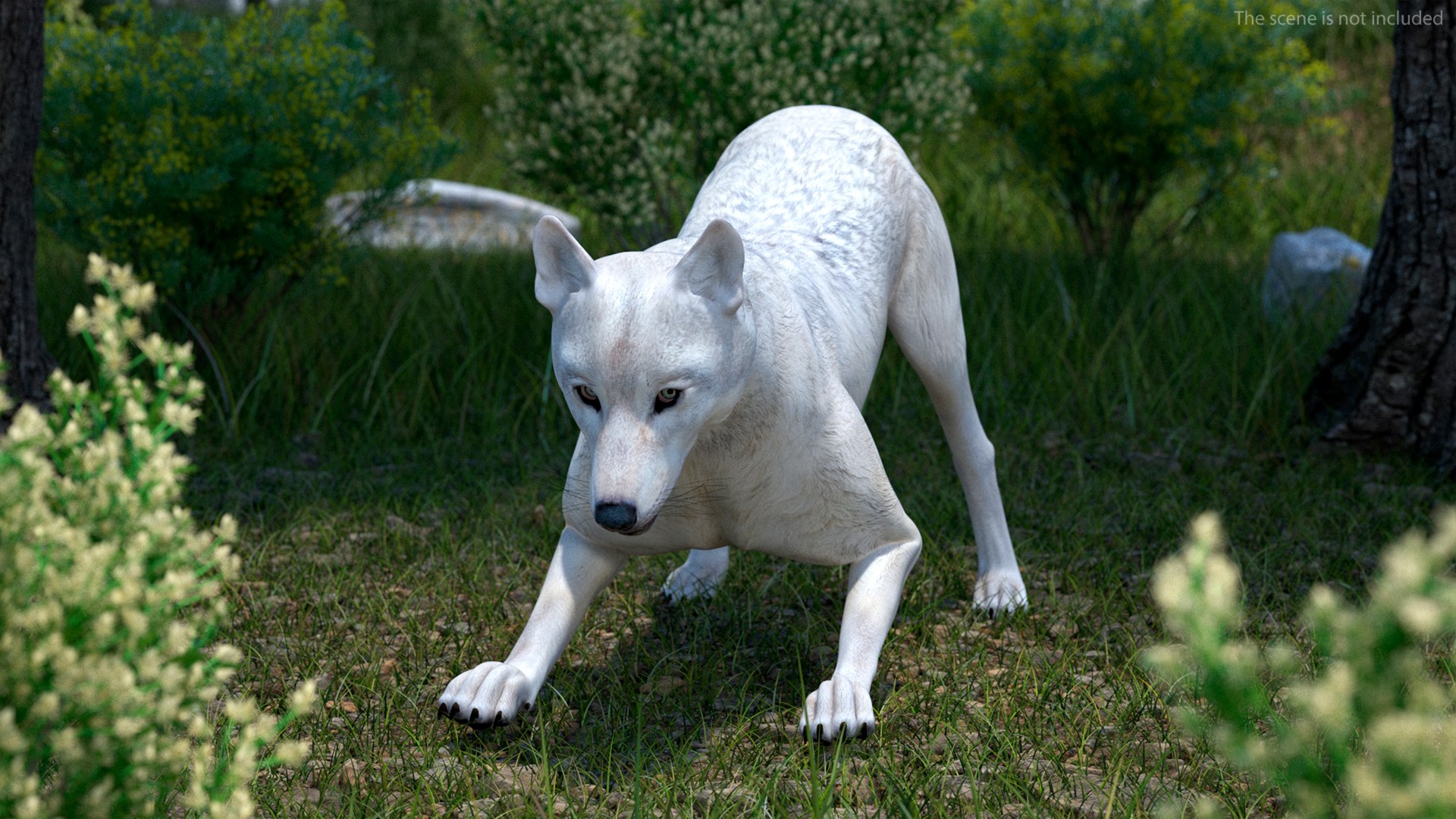White Wolf Rigged For Cinema 4D 3D - TurboSquid 2250127
