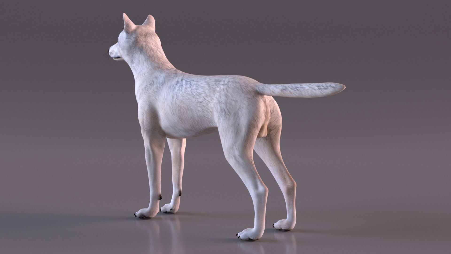 White Wolf Rigged For Cinema 4D 3D - TurboSquid 2250127