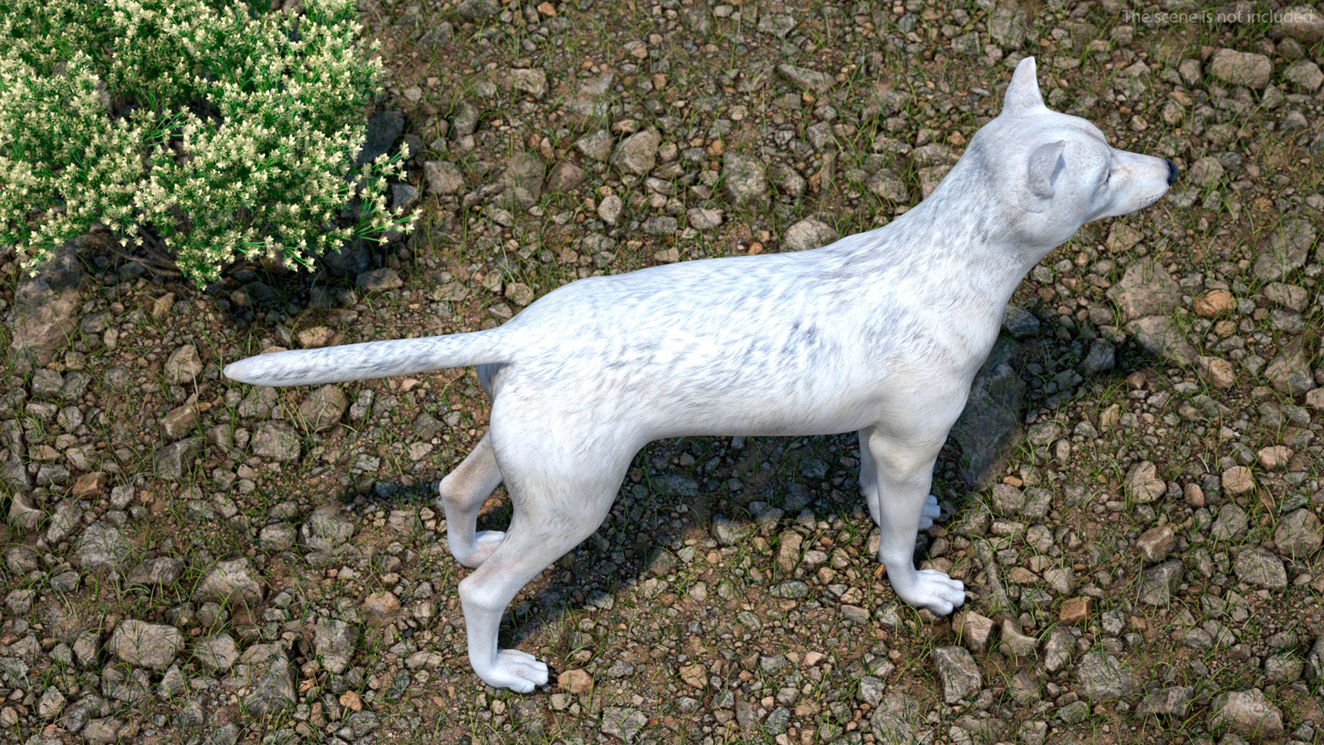 White Wolf Rigged For Cinema 4D 3D - TurboSquid 2250127