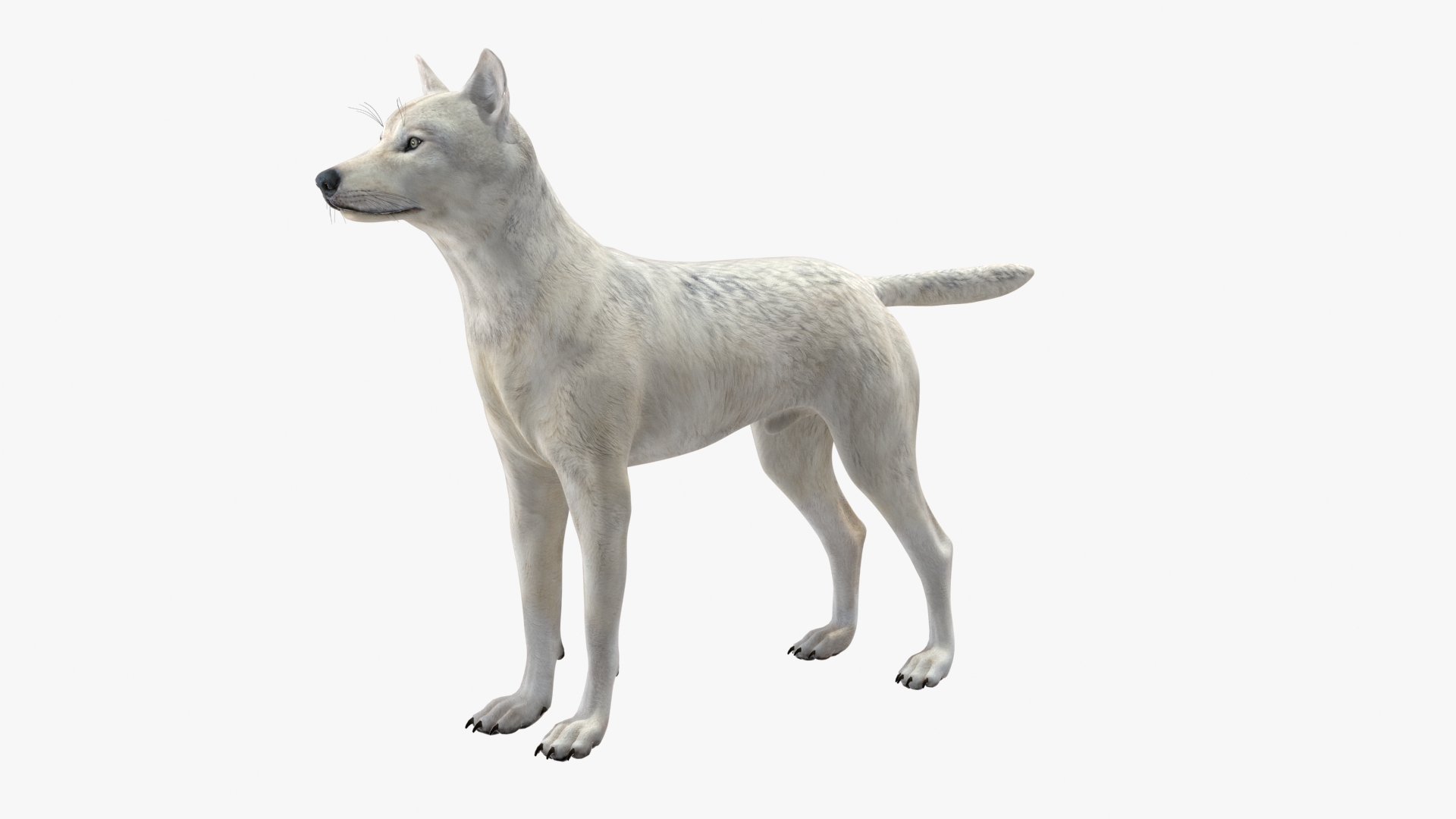 White Wolf Rigged For Cinema 4D 3D - TurboSquid 2250127