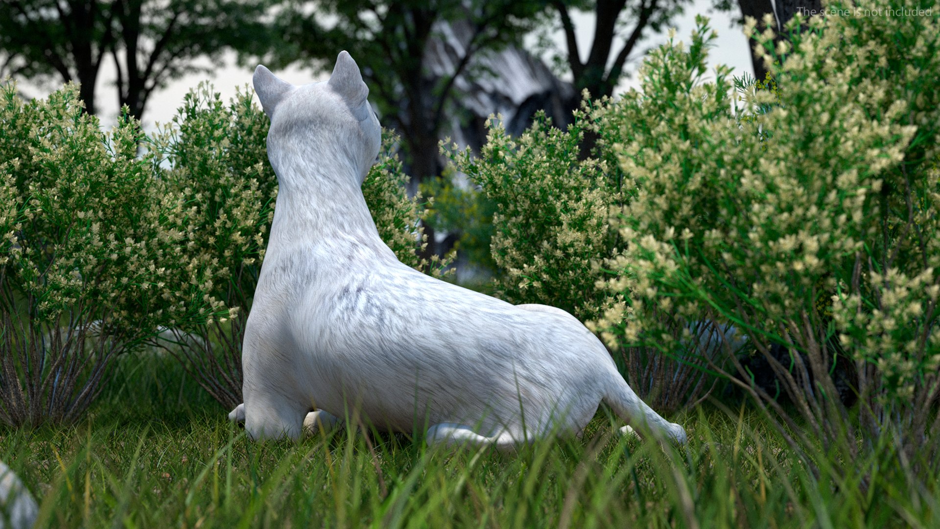 White Wolf Rigged For Cinema 4D 3D - TurboSquid 2250127