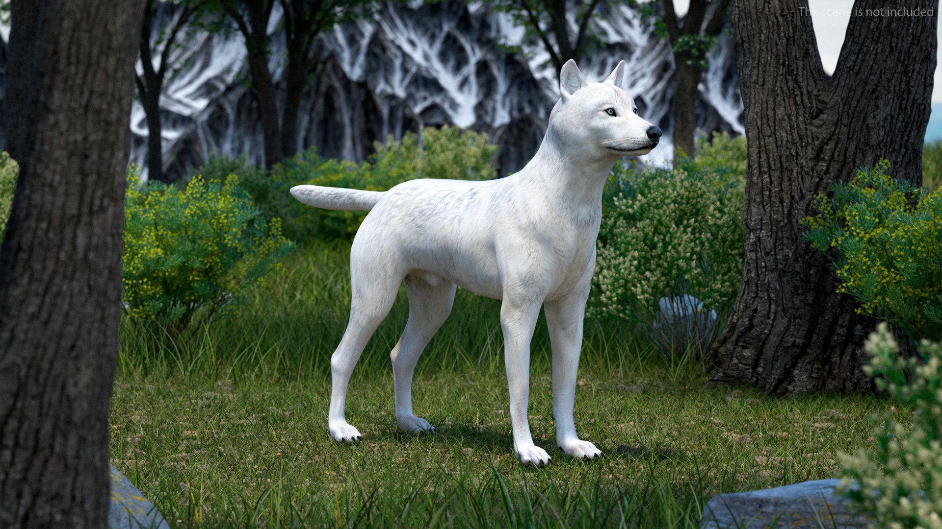 White Wolf Rigged For Cinema 4D 3D - TurboSquid 2250127