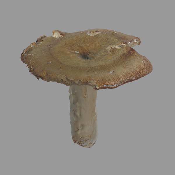 Toadstool 3ds Max Models for Download | TurboSquid