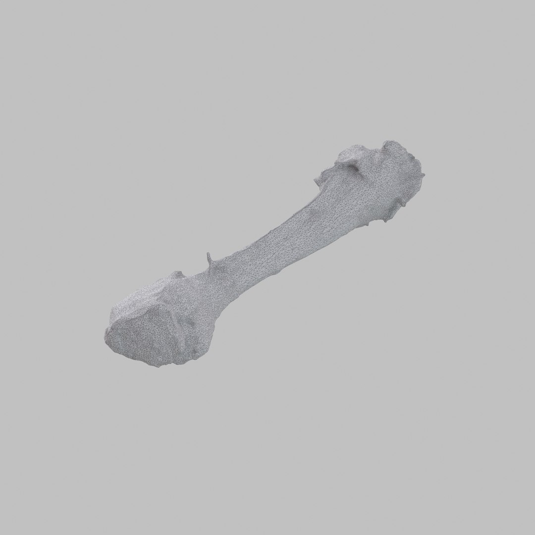 3d Chicken Leg Bone Model