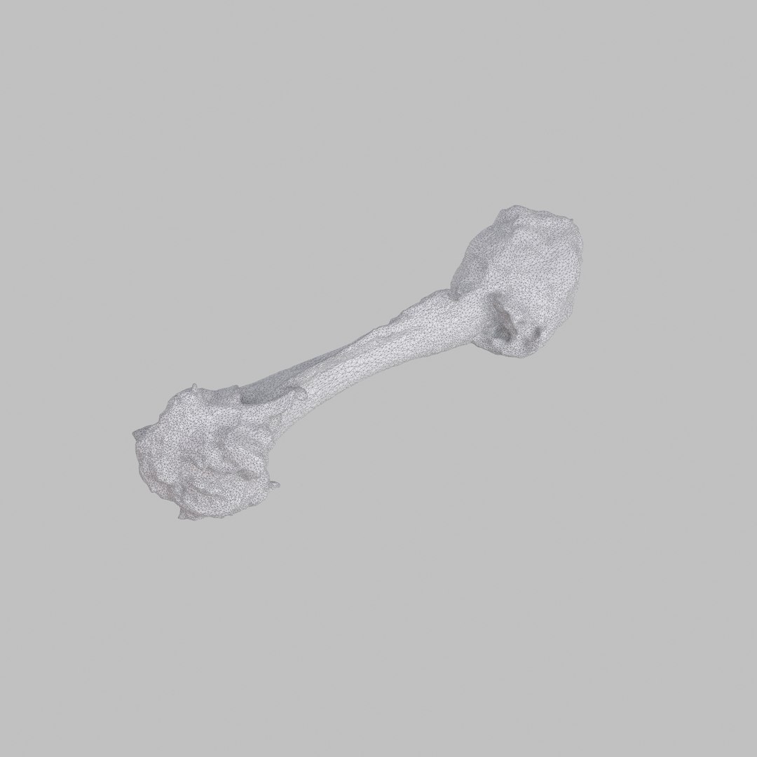 3d Chicken Leg Bone Model