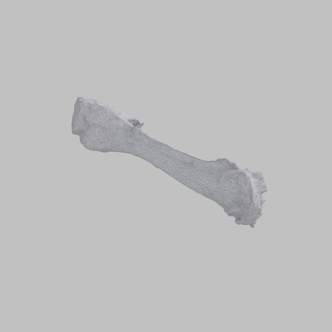 3d Chicken Leg Bone Model