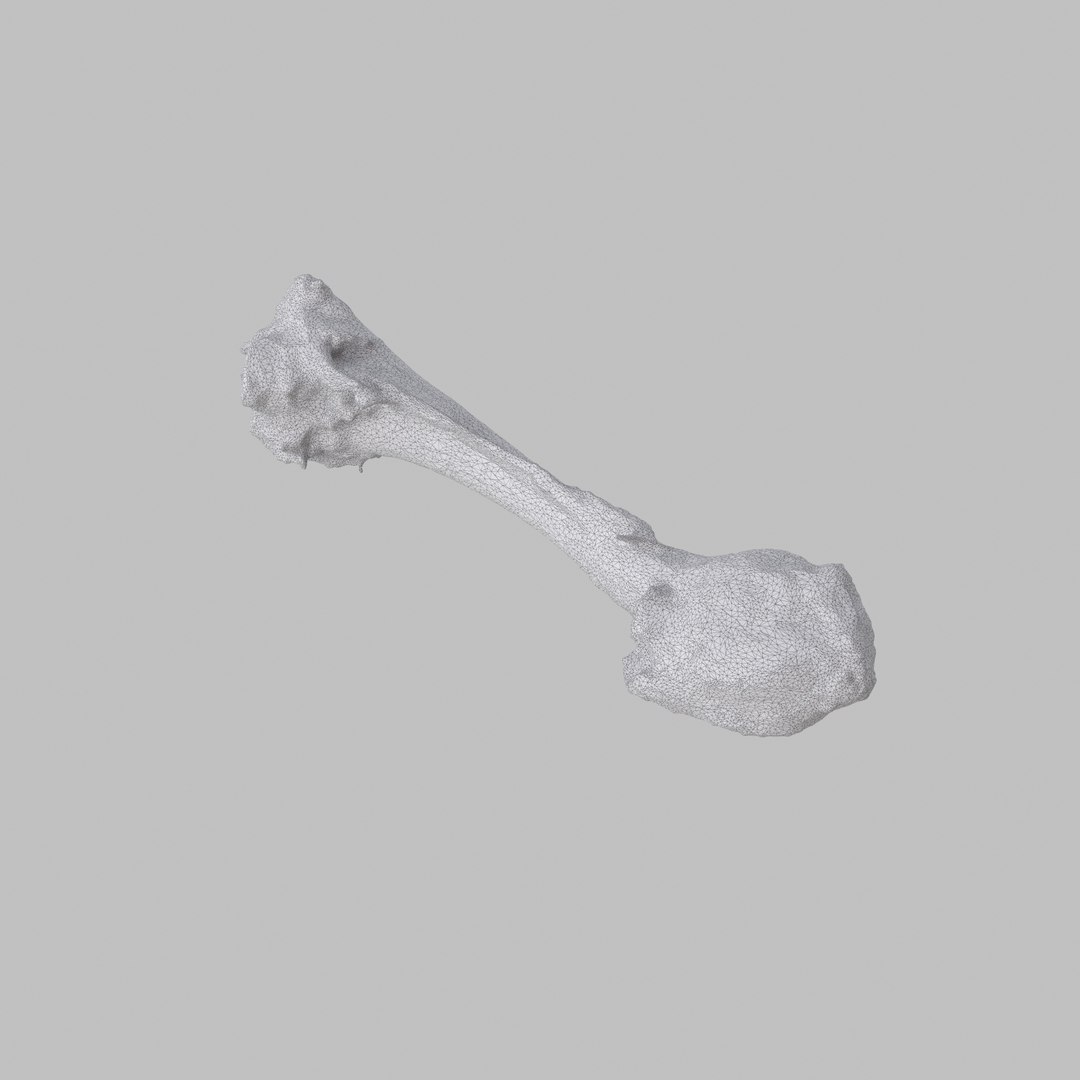 3d Chicken Leg Bone Model