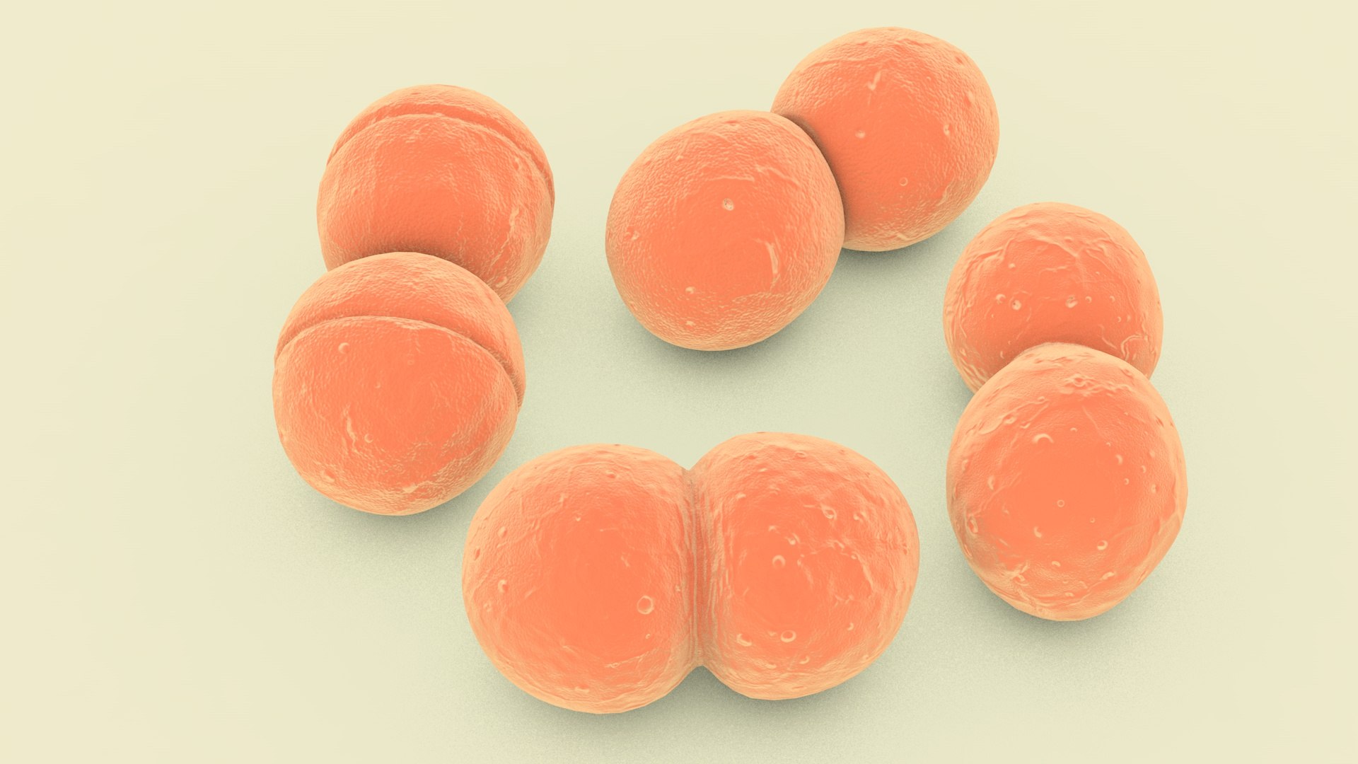 Diplococcus 3D model - TurboSquid 2129490