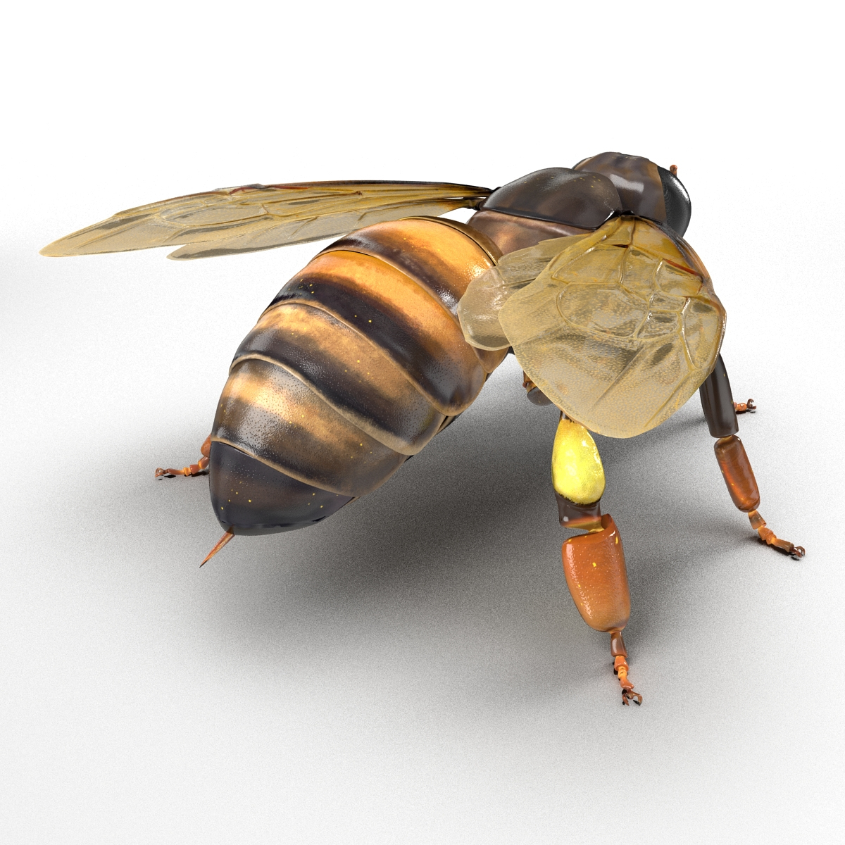 honey bee rigged 3d model