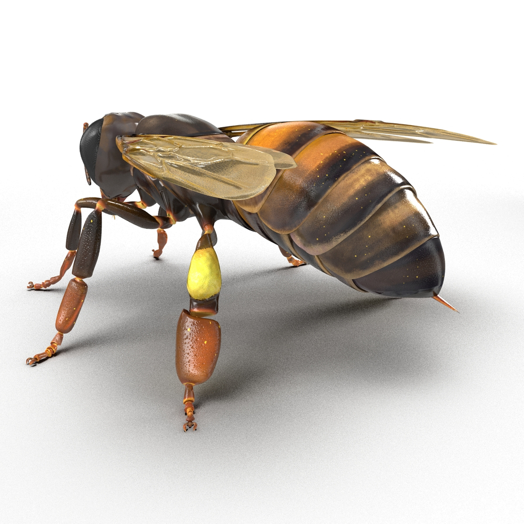 honey bee rigged 3d model