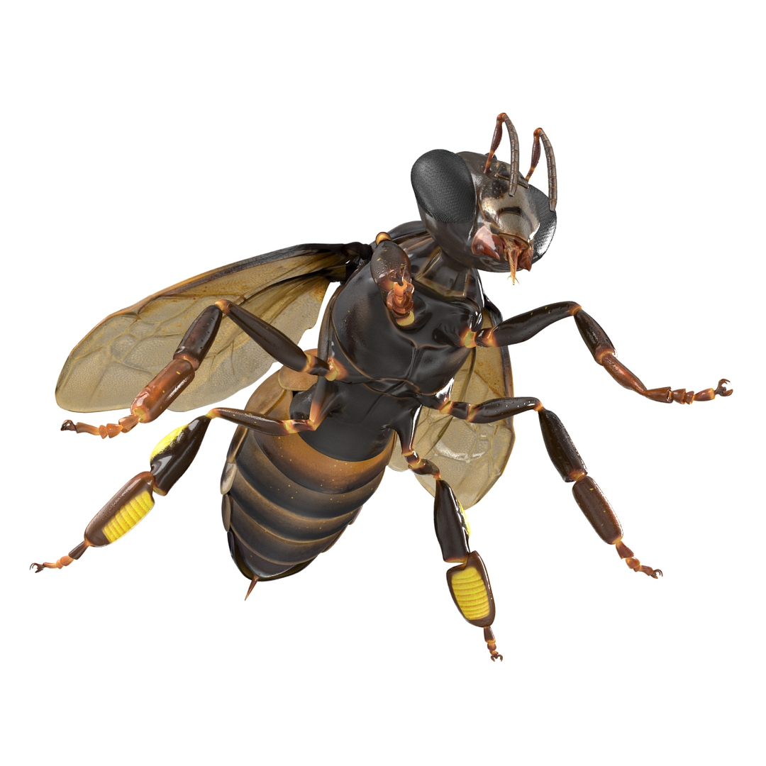 honey bee rigged 3d model