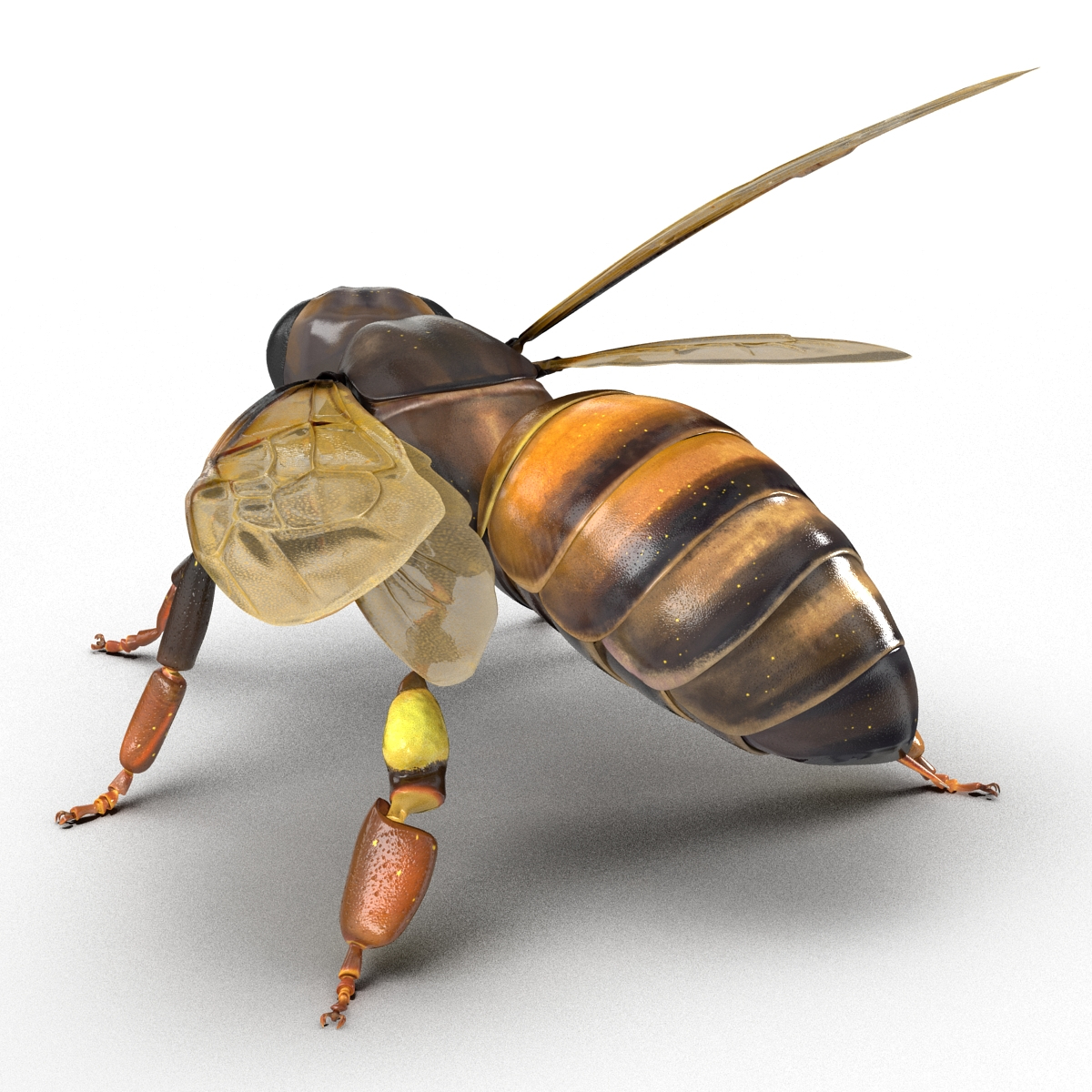 honey bee rigged 3d model