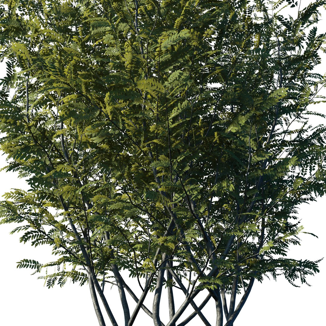 Honey Locust 3D Model - TurboSquid 1530529