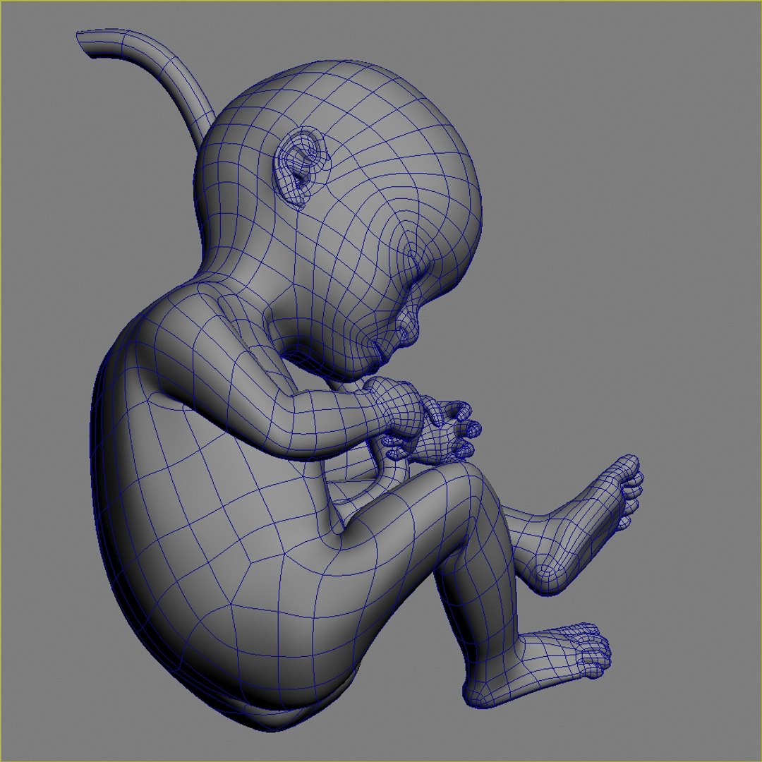 3d 29 Weeks Fetus Model