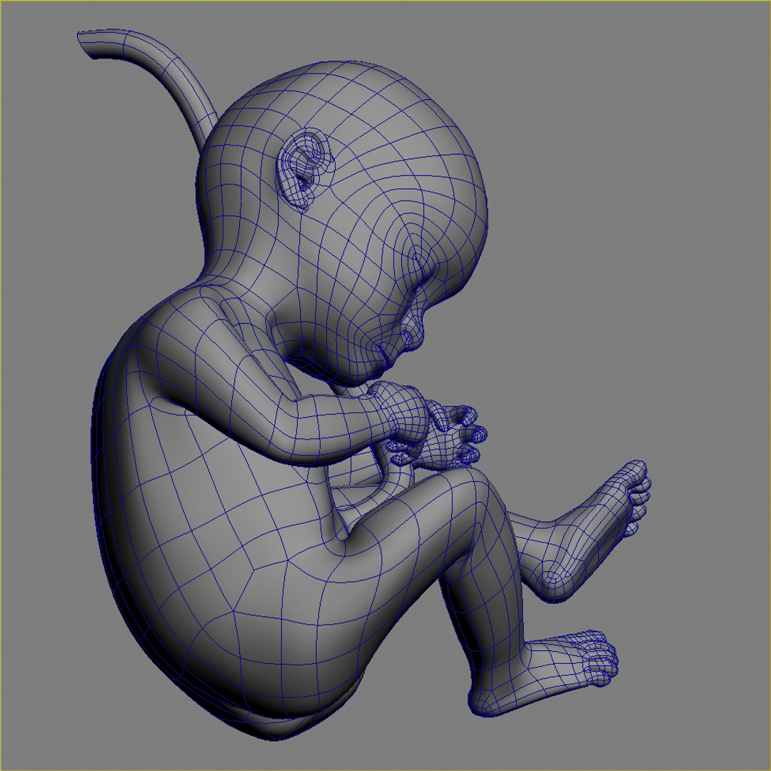 3d 29 weeks fetus model