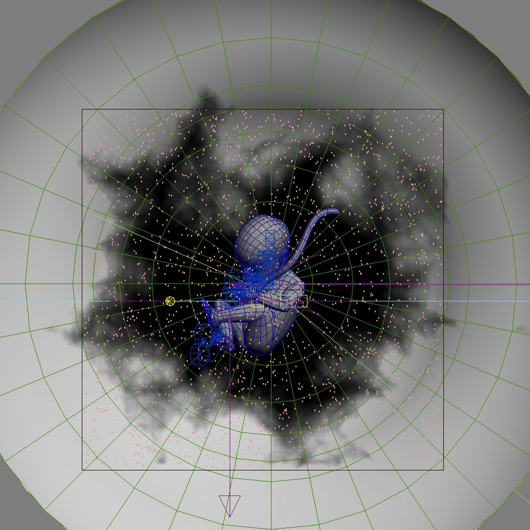 3d 29 weeks fetus model