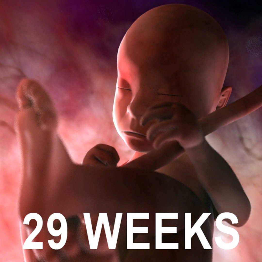 3d 29 Weeks Fetus Model