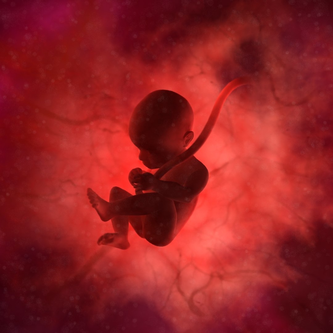 3d 29 Weeks Fetus Model